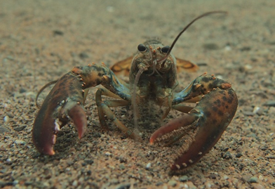 M.Sc. Position to Study Juvenile Lobster Behaviour | Wyeth Lab